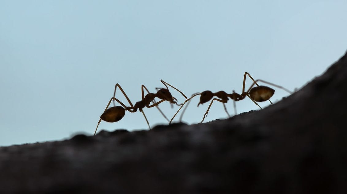 What ants can teach us about self-organization